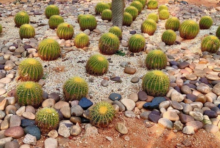 11 Large Succulents - Gardential.com