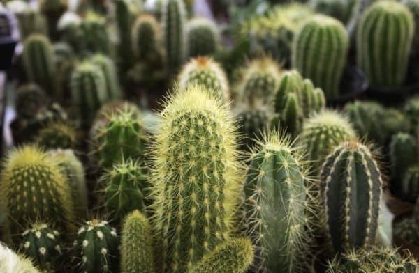 How Fast Do Cactus Grow? - Gardential.com