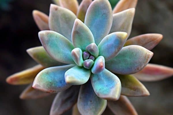 21 Purple Succulents for Home or Garden - Gardential.com