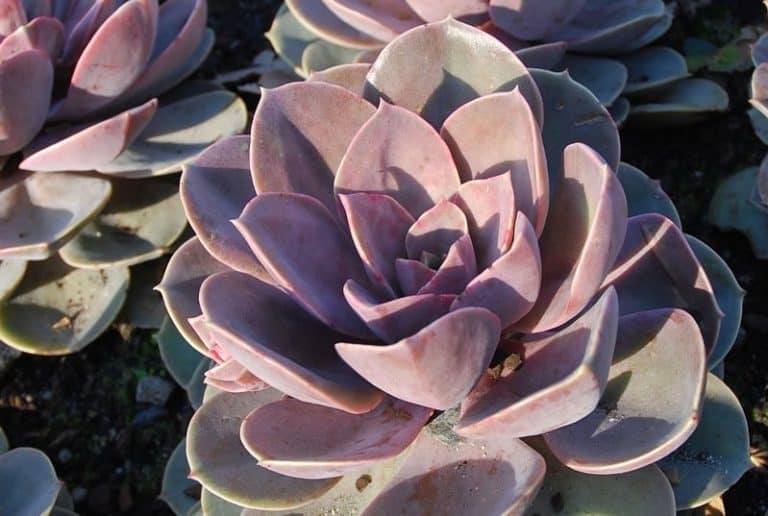 21 Purple Succulents for Home or Garden - Gardential.com