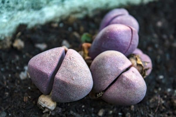 21 Purple Succulents for Home or Garden - Gardential.com