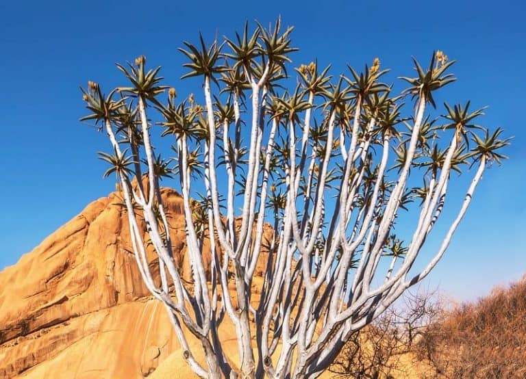 11 Large Succulents - Gardential.com