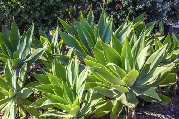 How to Grow Large Succulents? - Gardential.com