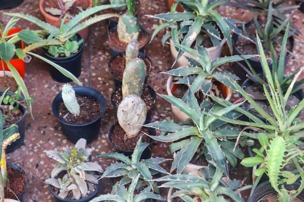 Succulent Diseases - Gardential.com