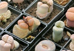 8 Orange Succulents - Gardential.com