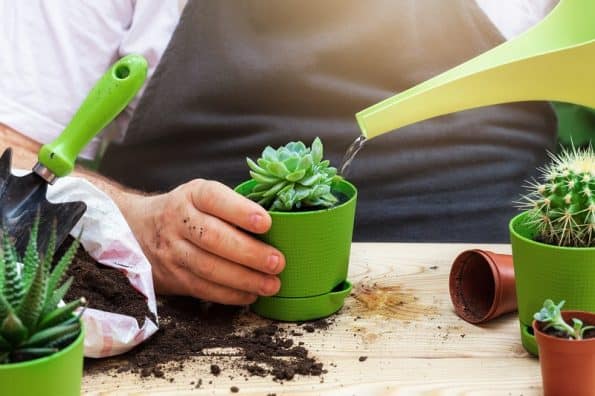 How to Tell If Succulent Needs Water? - Gardential.com
