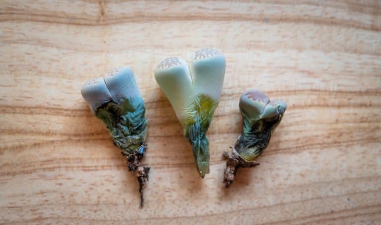 Succulent Root Rot - Gardential.com