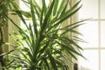 Yucca Plant Diseases - Gardential.com