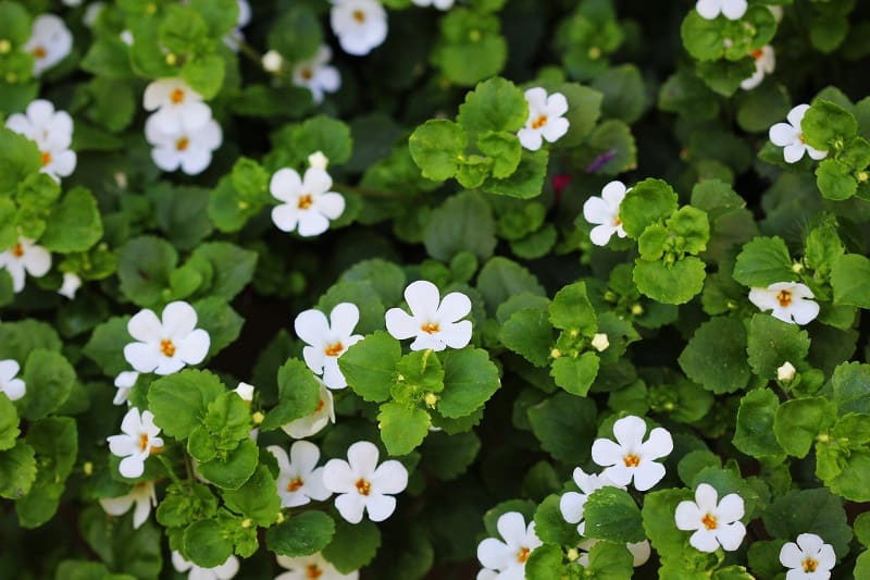 Bacopa Leaves Turning Yellow - Gardential.com