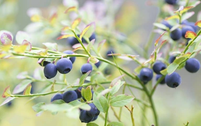 Blueberry Leaves Turning Yellow - Gardential.com