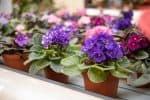 African Violet Root Rot - Gardential.com