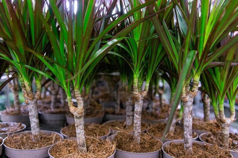 Dracaena Root Rot - Gardential.com