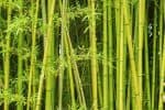 How To Save A Dying Bamboo Plant? - Gardential.com