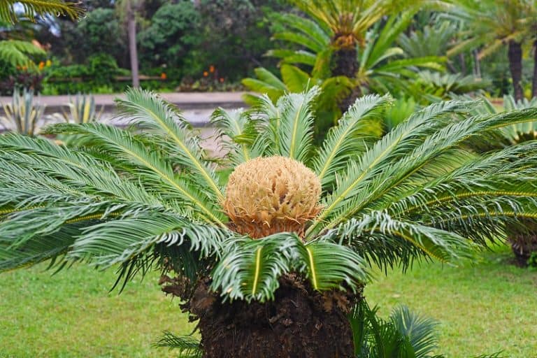 How To Save A Dying Cycad? - Gardential.com