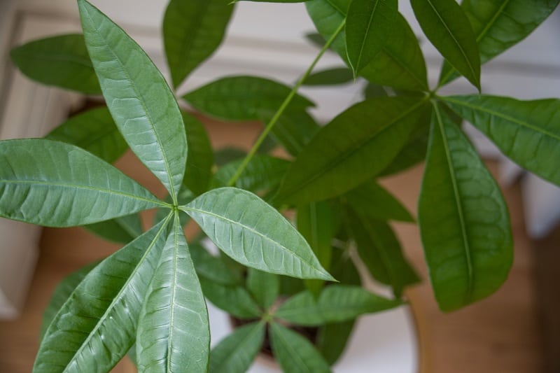 How To Save A Dying Money Tree Gardential How To Save A Dying Money Tree Gardential