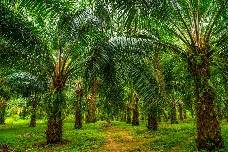 How To Save A Dying Palm Tree Gardential