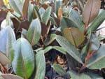 How To Save A Dying Rubber Tree Plant? - Gardential.com