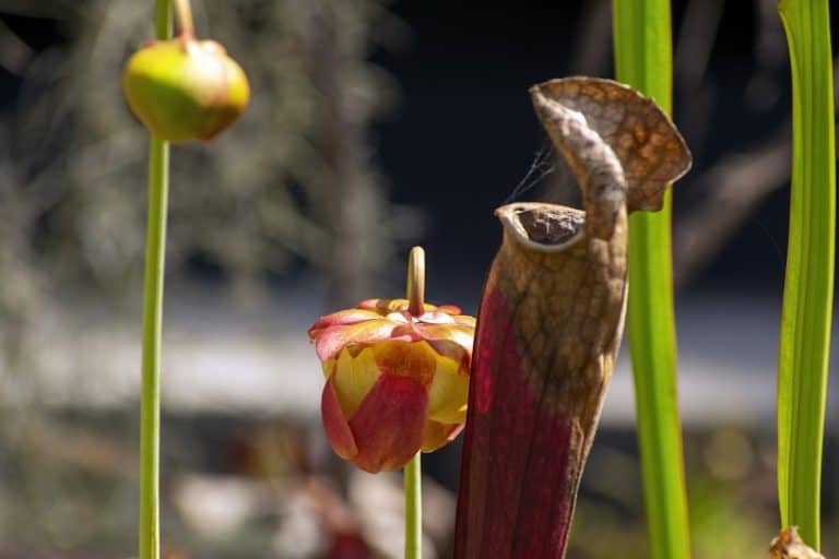 How to Save A Dying Pitcher Plant? - Gardential.com