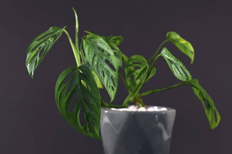 Monstera Adansonii Care And Propagation - Gardential.com