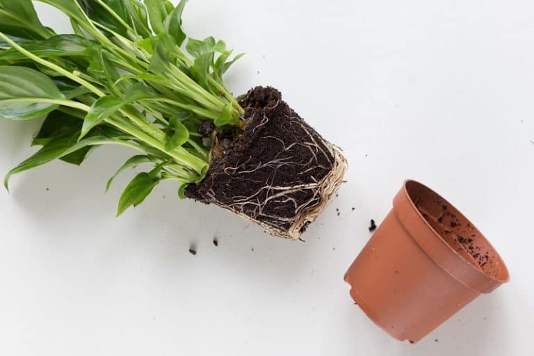 Peace Lily Root Rot - Gardential.com