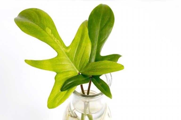 Philodendron Florida Ghost Care and Propagation - Gardential.com