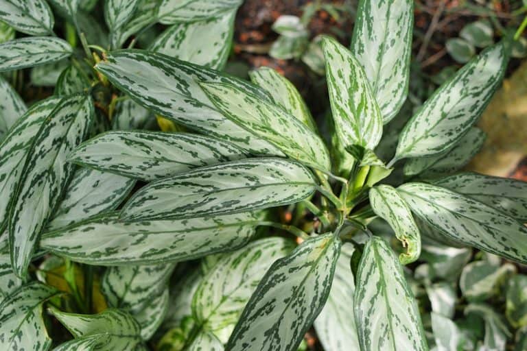 Silver Bay Aglaonema Care and Propagation - Gardential.com
