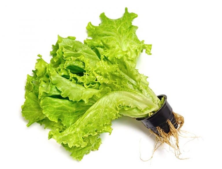 What Causes Root Rot in Hydroponics? - Gardential.com