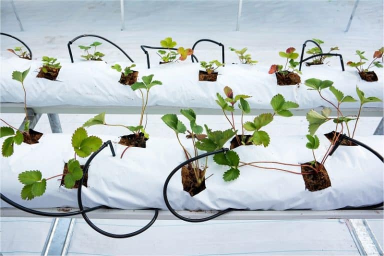 6 Types of Hydroponics - Gardential.com