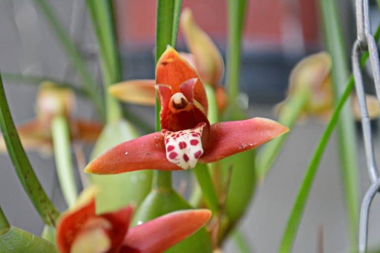 Coconut Orchid Care and Propagation - Gardential.com