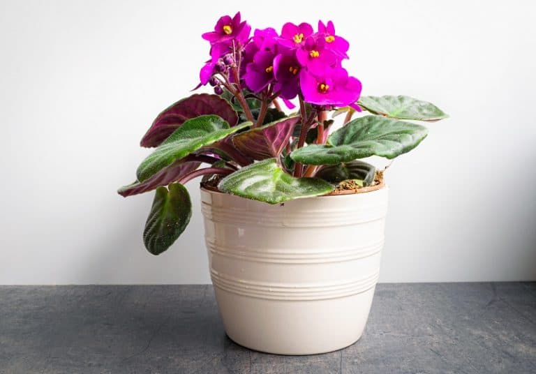 How Big Do African Violets Get? - Gardential.com