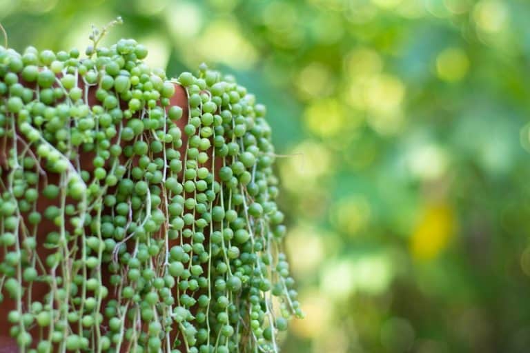 How to Repot String of Pearls - Gardential.com