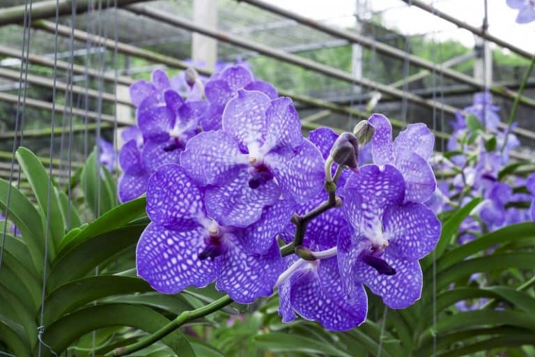 Purple Vanda Orchids Care and Propagation - Gardential.com