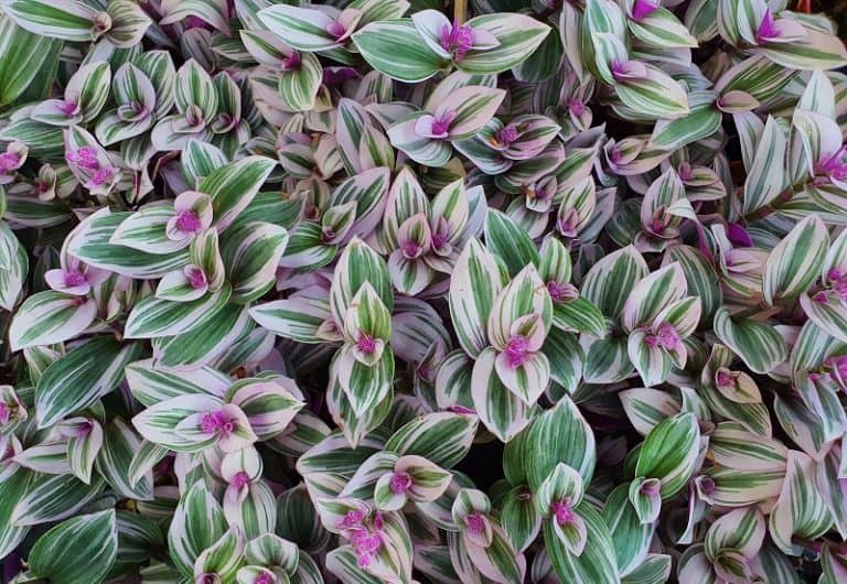 Tradescantia Nanouk Care - Gardential.com