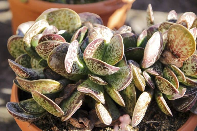 16 Most Expensive Succulents - Gardential.com