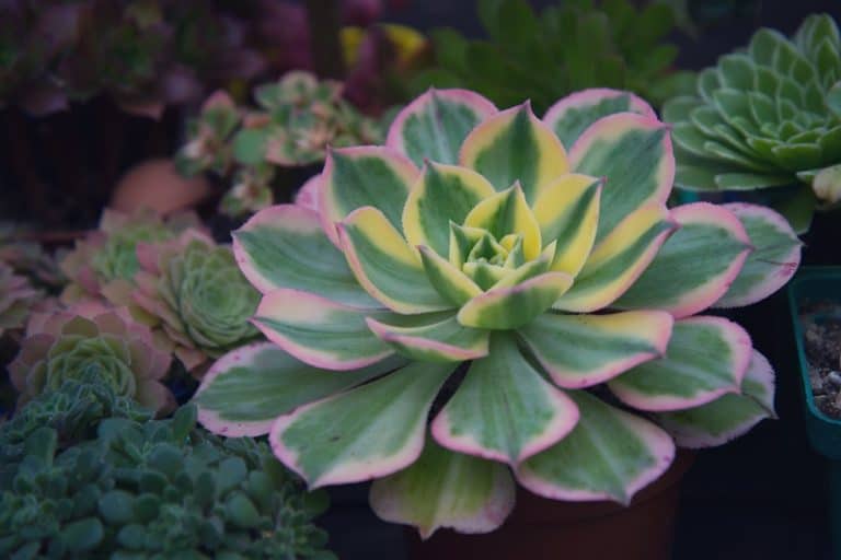 15 Large Leaf Succulents - Gardential.com