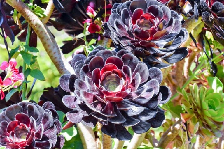 13 Best Succulents for Florida - Gardential.com