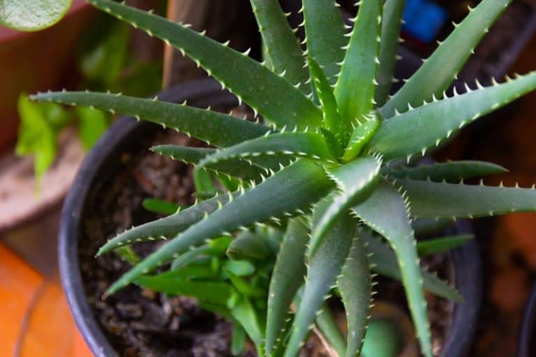 13 Best Succulents for Florida - Gardential.com
