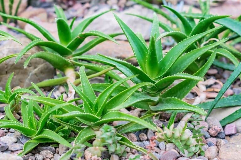 15 Full Sun Succulents - Gardential.com