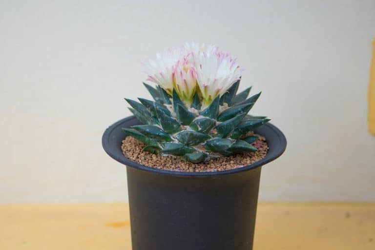 16 Most Expensive Succulents - Gardential.com