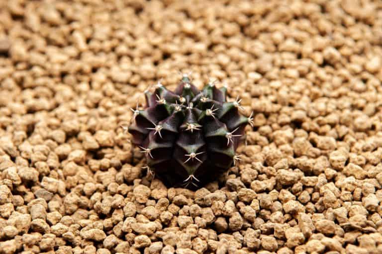 16 Most Expensive Succulents - Gardential.com