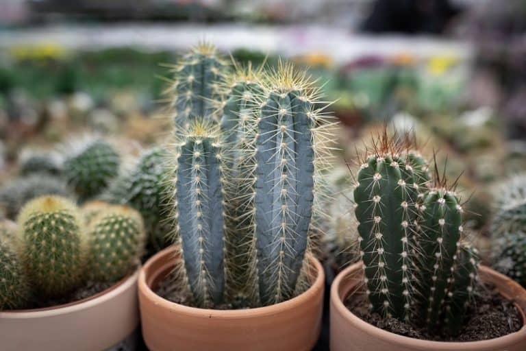 13 Best Succulents for Florida - Gardential.com