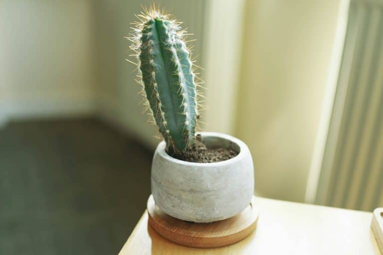 11 Best Succulents for Texas - Gardential.com