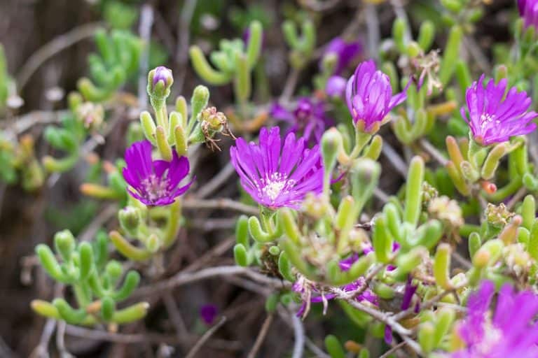 11 Best Succulents for Texas - Gardential.com