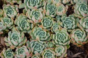 13 Best Succulents for Florida - Gardential.com
