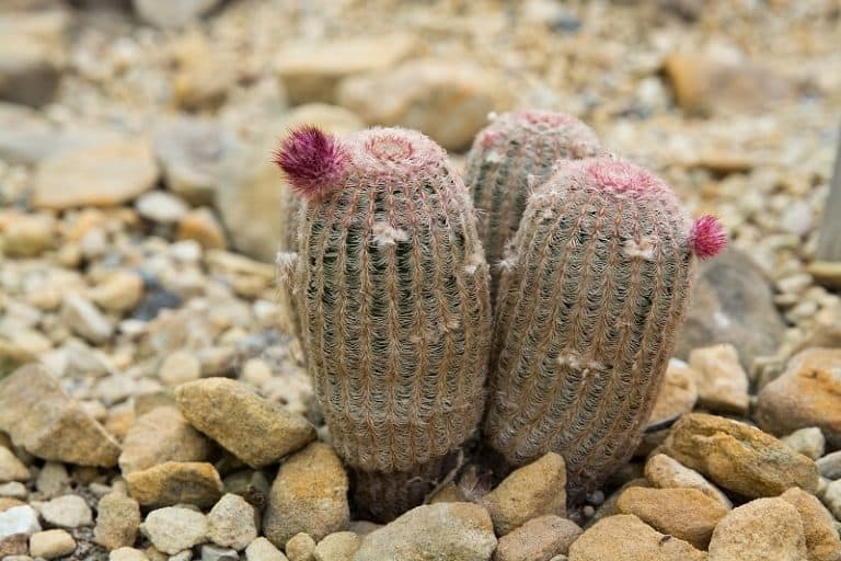 11 Best Succulents for Texas - Gardential.com