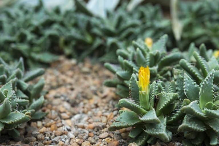 16 Most Expensive Succulents - Gardential.com