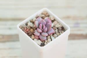 16 Most Expensive Succulents - Gardential.com