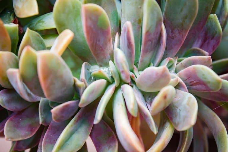 13 Best Succulents for Florida - Gardential.com