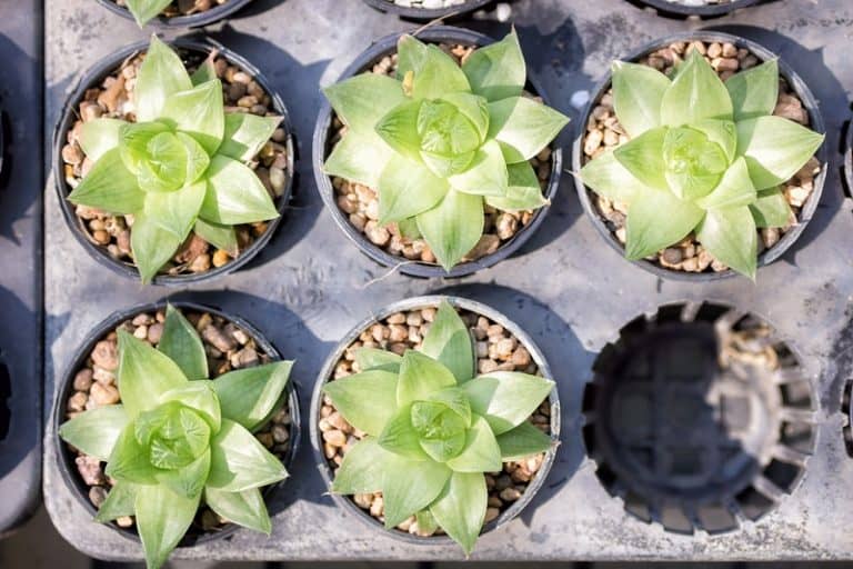 16 Most Expensive Succulents - Gardential.com