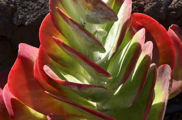 15 Large Leaf Succulents - Gardential.com